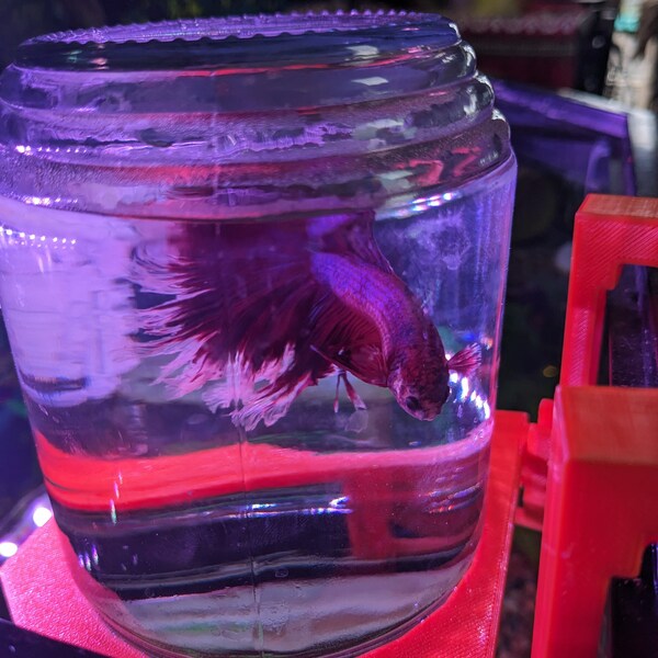 Inverted Betta Tank Holder, Panoramic View for Betta Fish, 360 View for ...