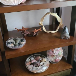 10 to 11 River Cooter Turtle Shell 1077-1011 10UB - Etsy