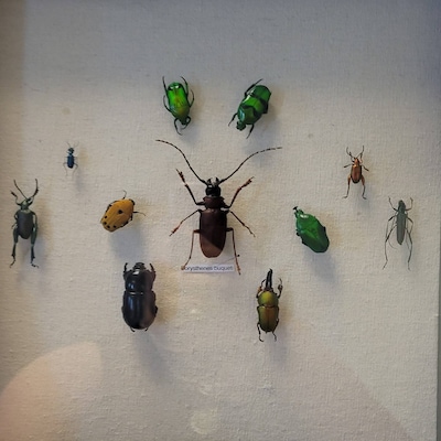 Mixed Real Beetles Package of 5 Pack of Mixed Beetles - Etsy