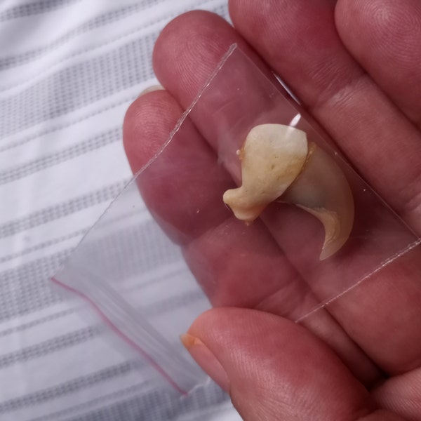 Ancient Fossilized Corax Shark Dinosaur Teeth - Shark Teeth Fossil ...