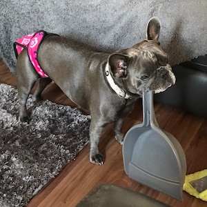 Dog Hygiene Knickers / Dog Season Pants Handmade by Me MADE TO ORDER by ...