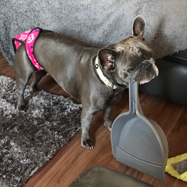 Dog Hygiene Knickers / Dog Season Pants Handmade by Me! MADE TO ORDER ...