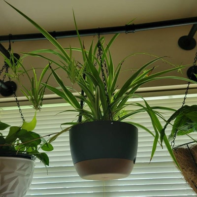 Basil Short Grow Guide for Healthy Plants - Etsy