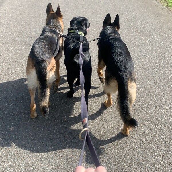 Three Way Dog Coupler Splitter Leash 25 Nylon Colors, Many Sizes - Etsy