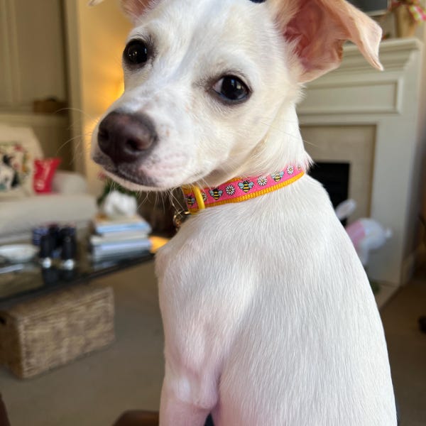 AGILITY Collar the Blues - Etsy