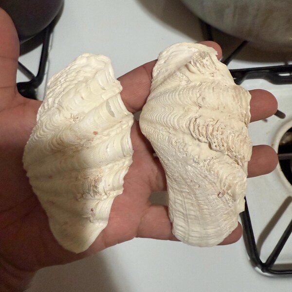 Arrowhead Sand Dollar Shell Extra Large Encope Michelini (1 Shell ...