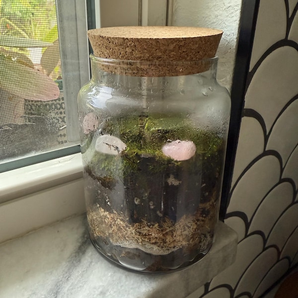 Build Your Own Terrarium Kit | Plant Gift Idea - Etsy