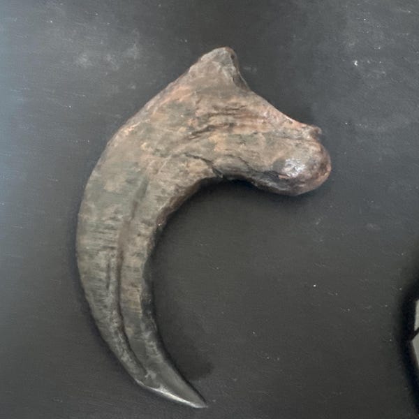 Velociraptor Claw, Raptor Claw Fossil Replica, Utah Raptor, Dinosaur ...