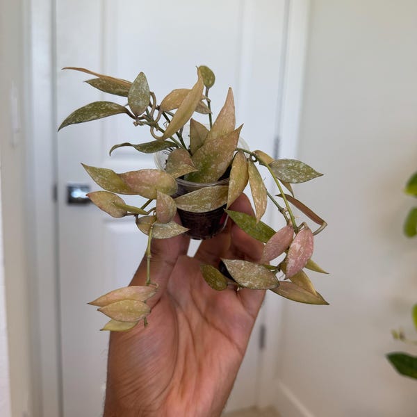 Hoya Sulawesiana Albomarginata Rooted Plant - Etsy