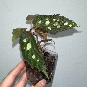 Begonia Baik X Begonia Ocellata Hybrid - Etsy