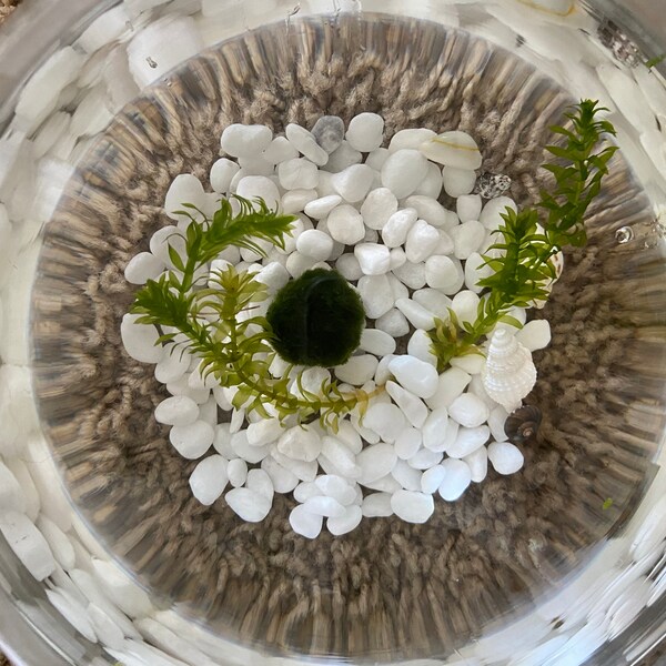 Java Moss Ball Terrarium DIY Craft Kit Aquatic Live Plant Office ...