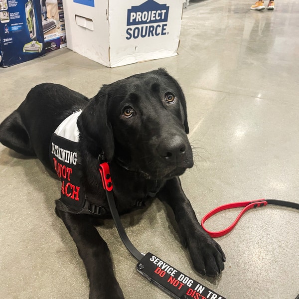 Vest (adjustable Size), "in Training Do Not Approach", Light Weight Sd ...