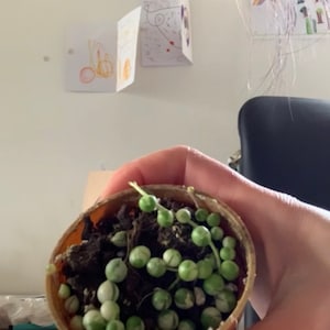 X3 / X2 Trailing Variegated Nepeta Plug Plants for Hanging - Etsy UK