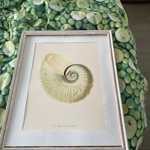 Antique Sea Shell Art Print Vintage Nautical Art Print Sea Art Print ...