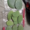 3 Small PADS! Spineless Thornless Edible Nopales Prickly Pear Cactus ...