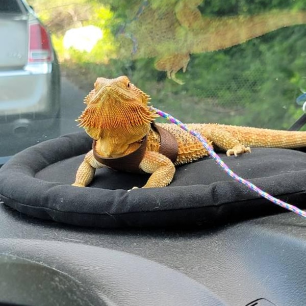 Bearded Dragon Hat, Lizard Costume, Reptile Hat, Crochet Knitted Hat ...