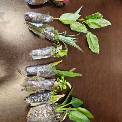 Syngonium Three Kings Starter Plant ALL STARTER PLANTS Require You to ...