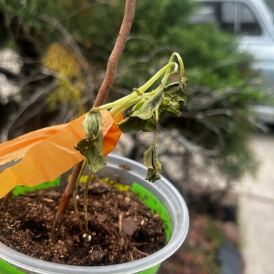 Live Pomegranate Tree Seedling Grow Your Own Pomegranate Tree 1 ...