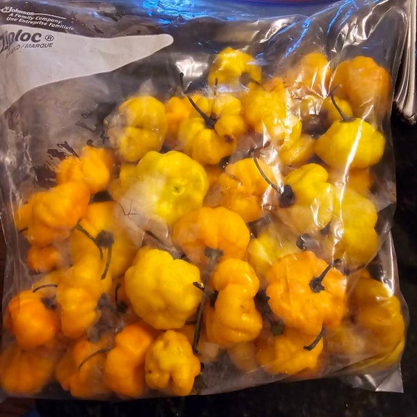 Fresh Scotch Bonnet Peppers: Hot & Flavorful Pods - Etsy