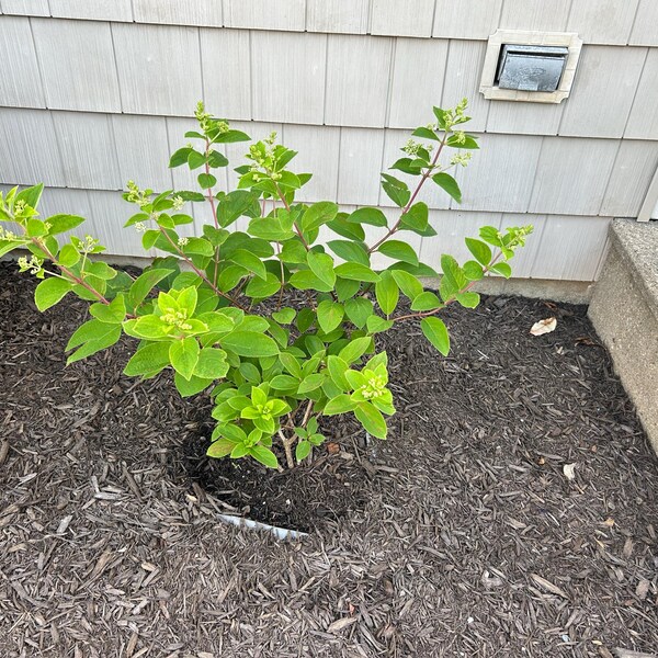 Hydrangea Quercifolia 'pee Wee' - Dwarf Oakleaf Hydrangea - 4" Pot Size ...