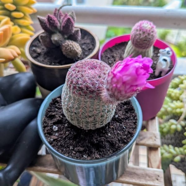 Rainbow Cactus – Rare Cactus, Colorful Succulent, Colorful Cactus, Easy ...
