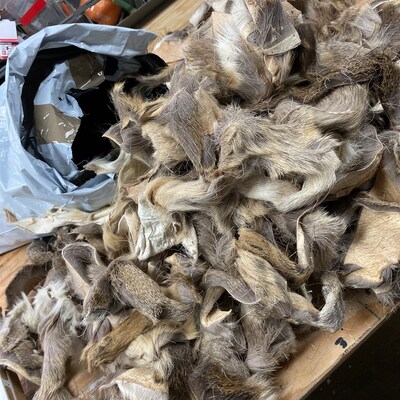 Real Giant European Wild Boar Skin Hooves Hide Pelt Area Rug Hide ...