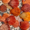 25 to 500 Limpet Shells Seashells Aqua Blue Teal Green Limpet Small ...