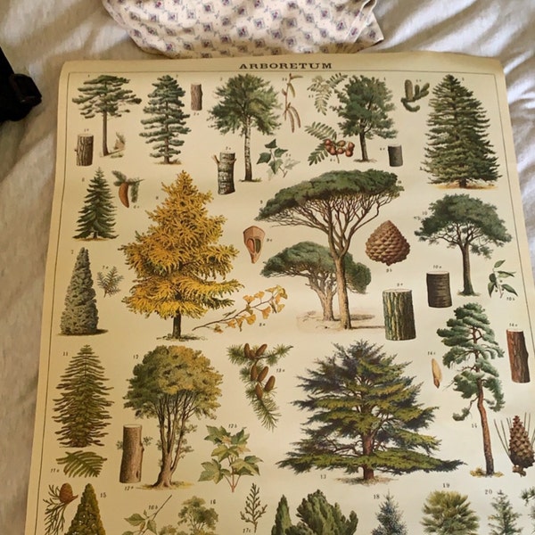 Tree Print | Tree Species Wall Art | Trees Print Vintage | Trees Poster | Botanical Art ...