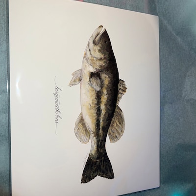 VERMILION SNAPPER BEELINER Fish Art Painting Saltwater - Etsy