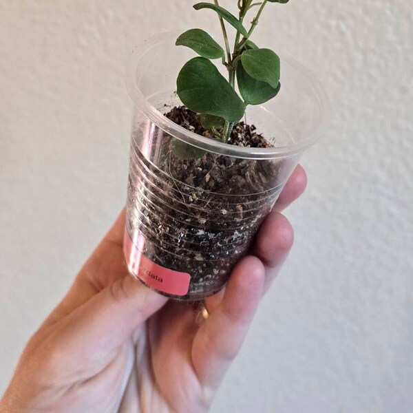 Box A- Hoya Mystery Cutting Box, 3 Cuttings. - Etsy