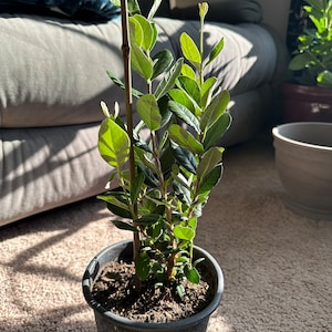 Geffner Atemoya 1 Plant 2 to 3 Feet Tall Ship in 3gal Pot - Etsy