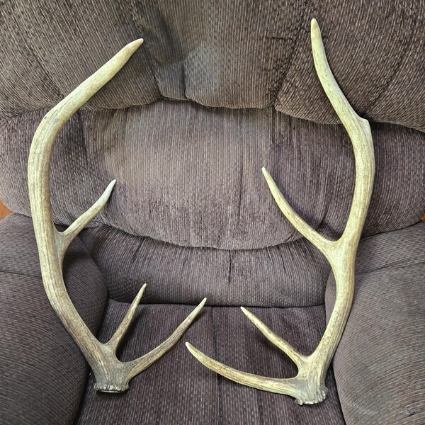 Elk Antler Stack - 11 High Character Naturally Shed Antlers, Ideal for ...