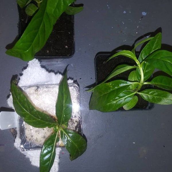 Marang Artocarpus Odoratissimus Terap Borneo Tropical Fruit Potted Tree ...