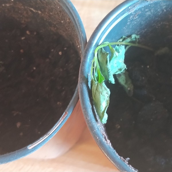 Wolf Bean, Lupine, Lupini Bean Packet; Flower & Vegetable - Etsy