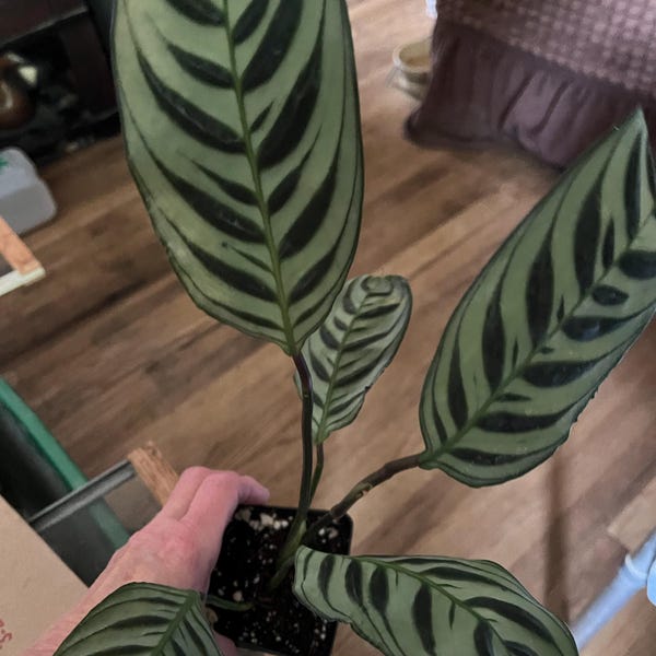 Calathea Burle Marx in a 3” Pot - Maranta Amabilis Burle Marxii Starter ...