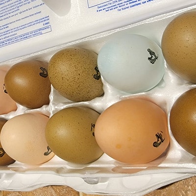 Mini Egg Safe Ink Pad Black Size: 1.75 X 2.5 Food Safe Ink Pad Egg ...