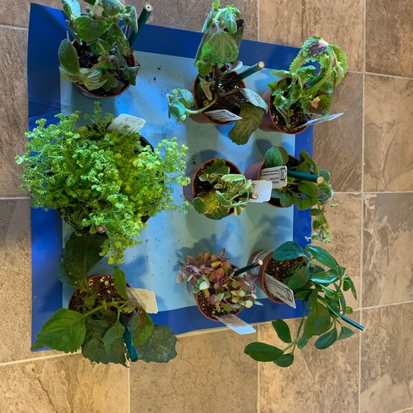 Foliage Gift Box, Box of 9 - Etsy