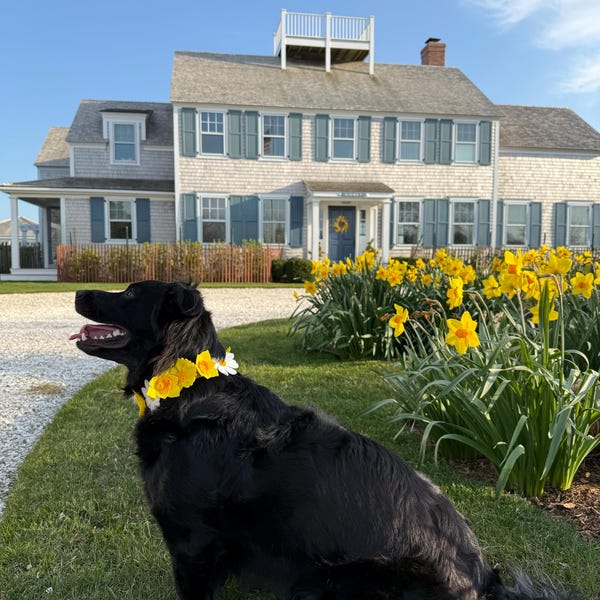 Cherry Pet ID Tag | Cherry Tag for Dogs | Summer Berries Cat ID Tags ...