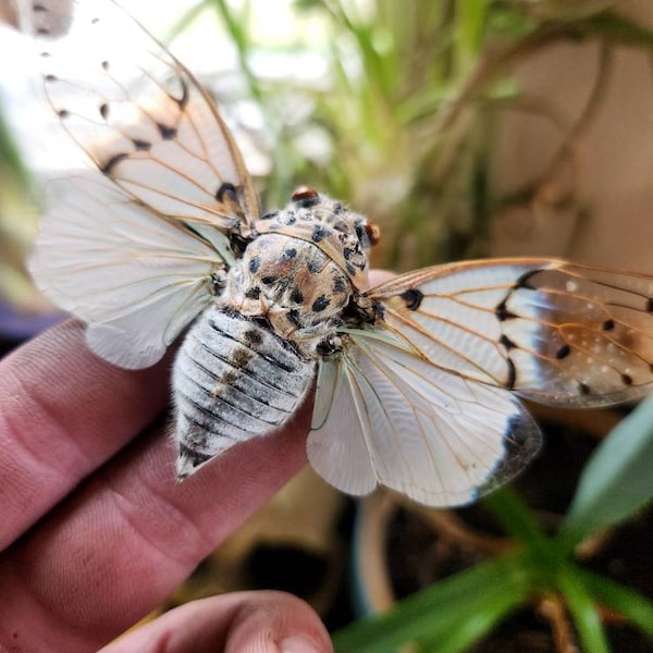 Real Unframed Taxidermy Spread Ayuthia Spectabilis White Ghost Cicada ...