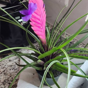 Micro Mini African Violet Teeny Bopper - Etsy