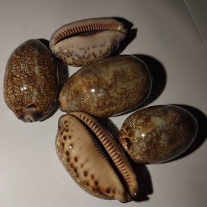 Pearl Turbo Setosus Shell 1 3/4 2 1/4 Opening 1 - Etsy