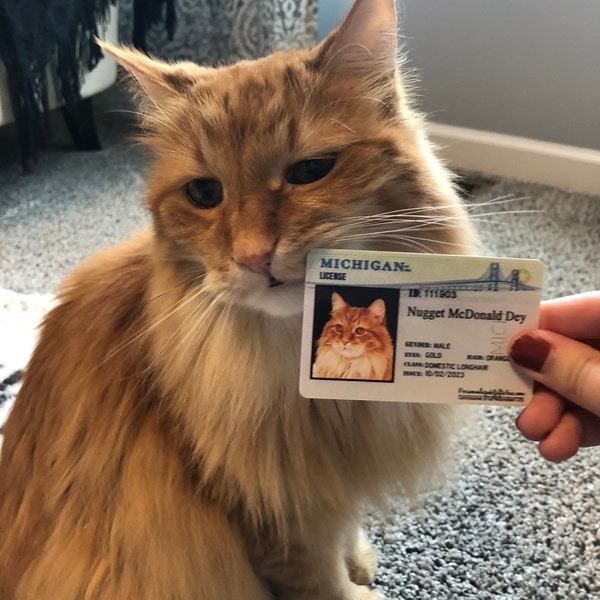 Kid's Fake Drivers License, Adult Joke Licenses, Fake Kids State ...