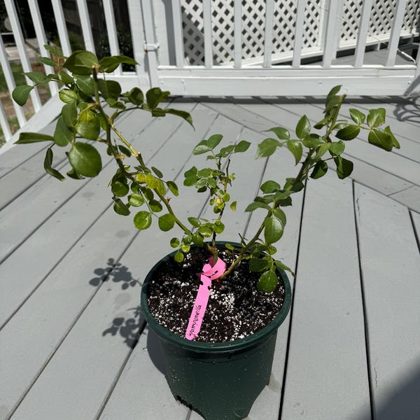 Rare Rose Juice Splash 果汁飞溅 Rainbow Flower 1 Gallons. - Etsy