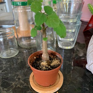 Bonsai Mint plectranthus Ernstii Caudex - Etsy