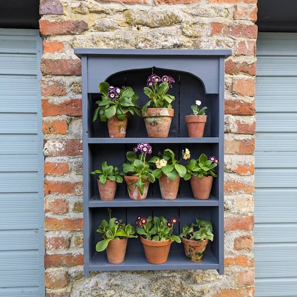 Large Auricula Theatre, Primrose, Primula, Flower Wall Shelf, Garden ...