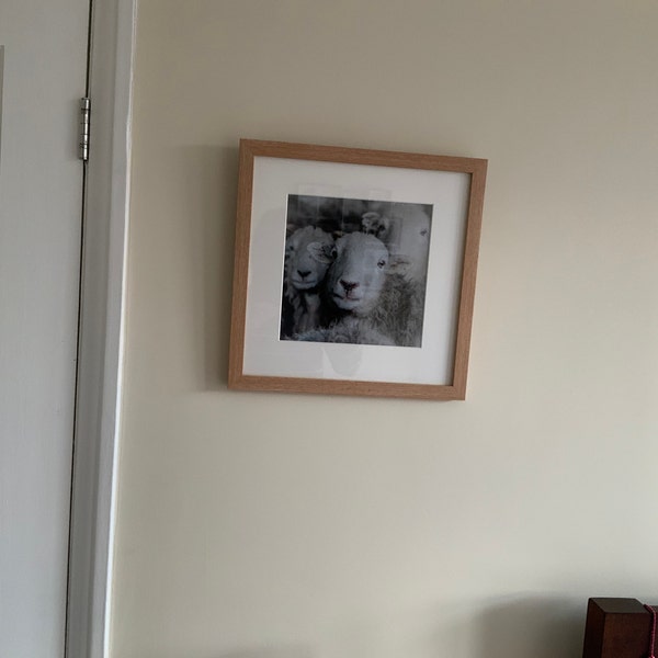 Farm Animal Cards. Shorthorn Cattle Art. Beef Cattle Art Cards. Cow ...