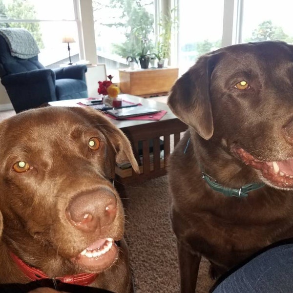 Yellow Labrador Retriever, Chocolate Labrador Retriever, Black Labrador ...