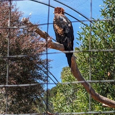 Burning Man Mask TA MOKO OLIVE Neck Warmer Snood, Tube Scarf, Festival ...