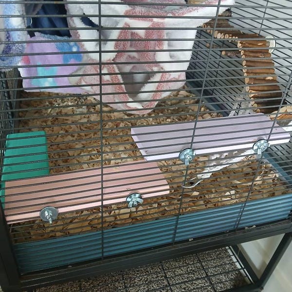 Bearded Dragon Candy Corn Costume Sweater, Halloween Lizard Sweater ...