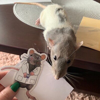 Lab Rat Vinyl Sticker - Etsy